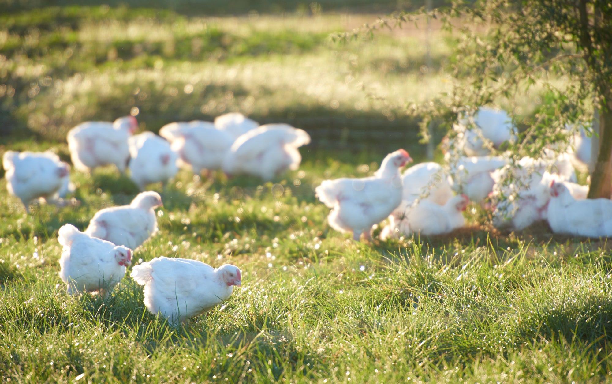 Horizon Farms Discounted Trial Sets