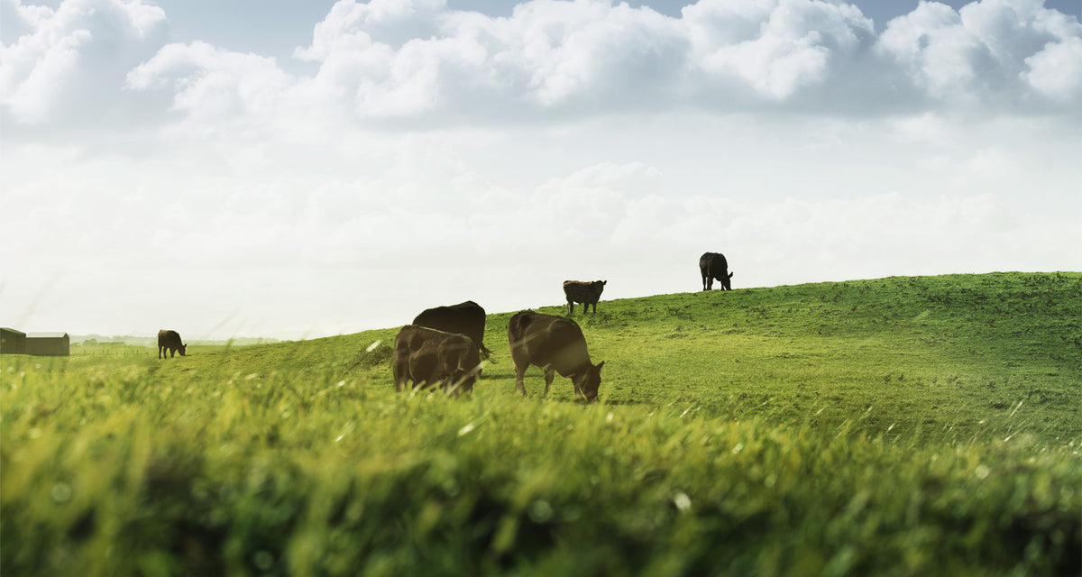 Horizon Farms Discounted Trial Sets